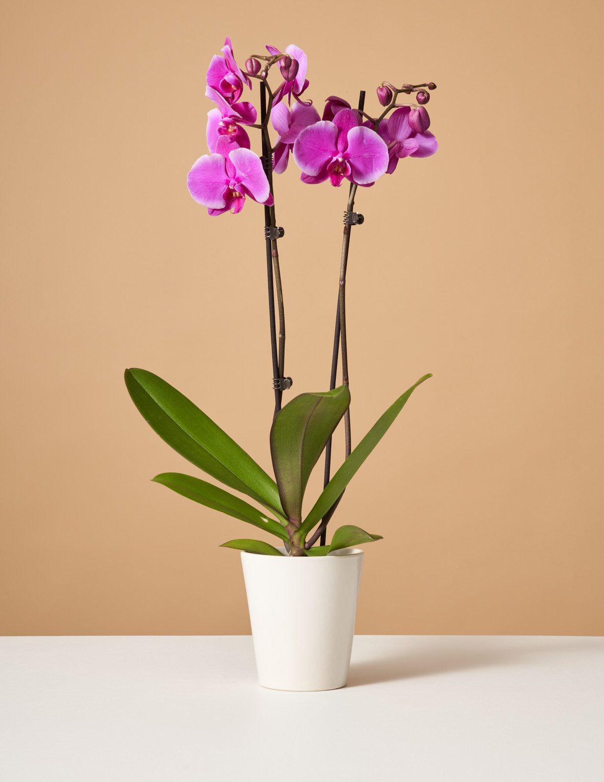 Purple orchid store