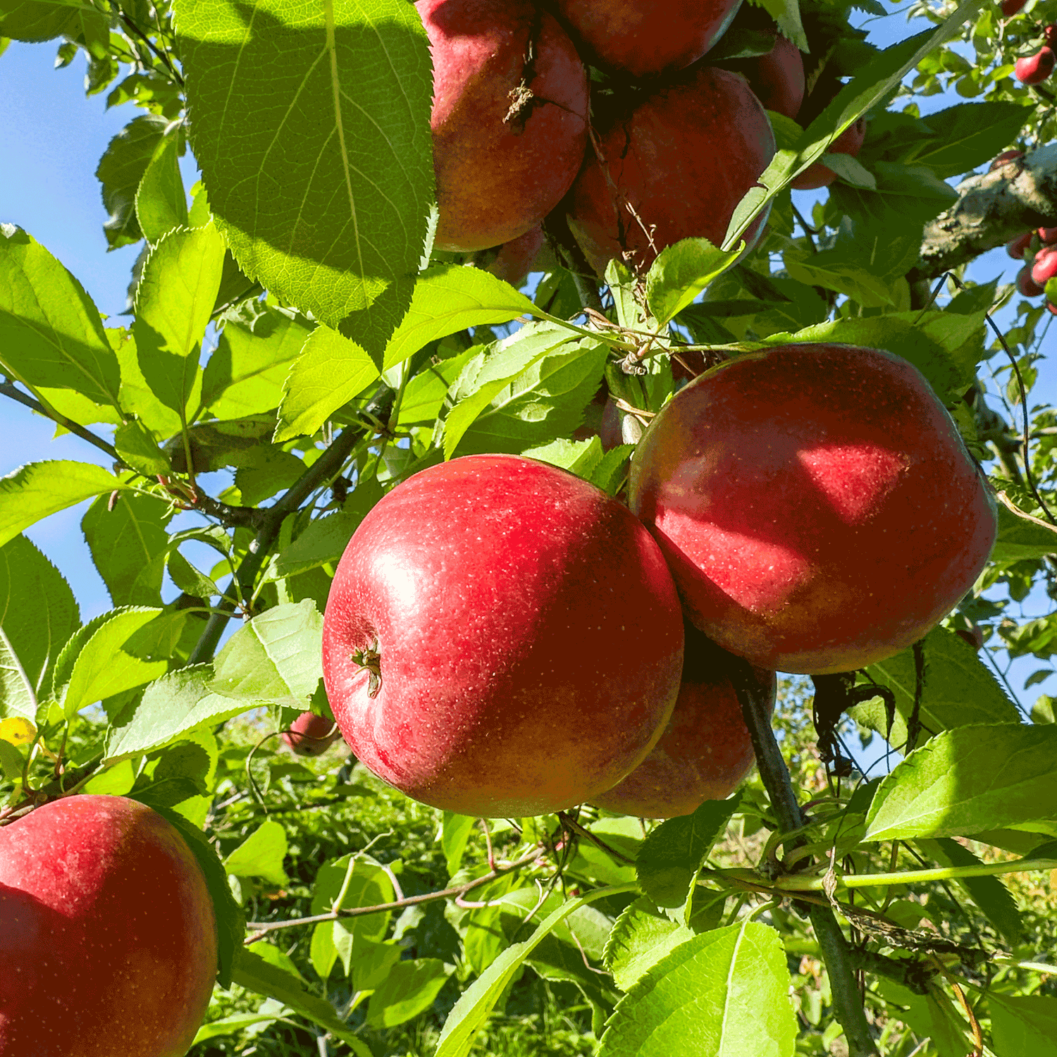 Apple Trees 101: Harvesting | The Sill