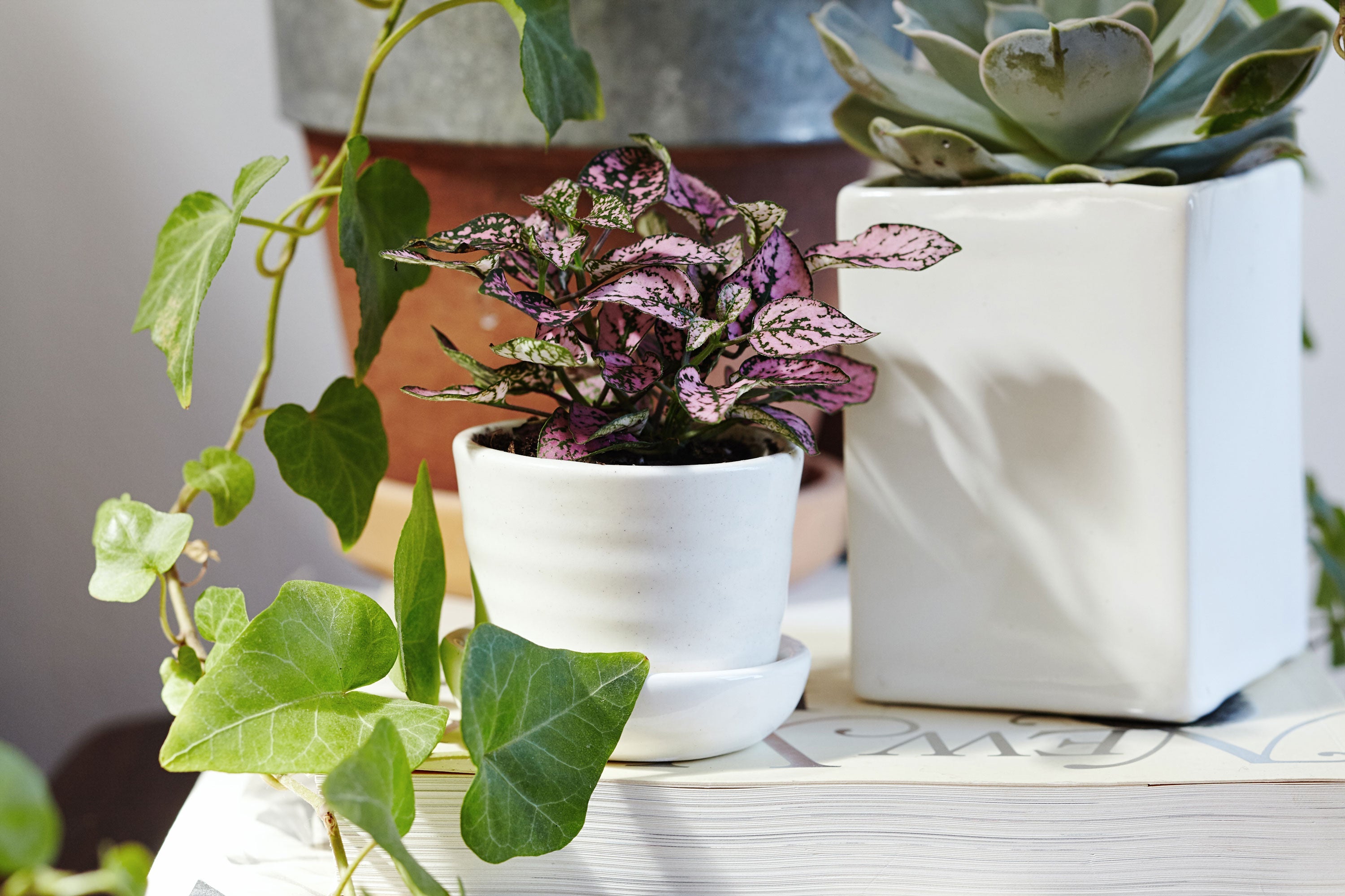 Spring Plant Care Tips and Tricks for Houseplants - The Sill