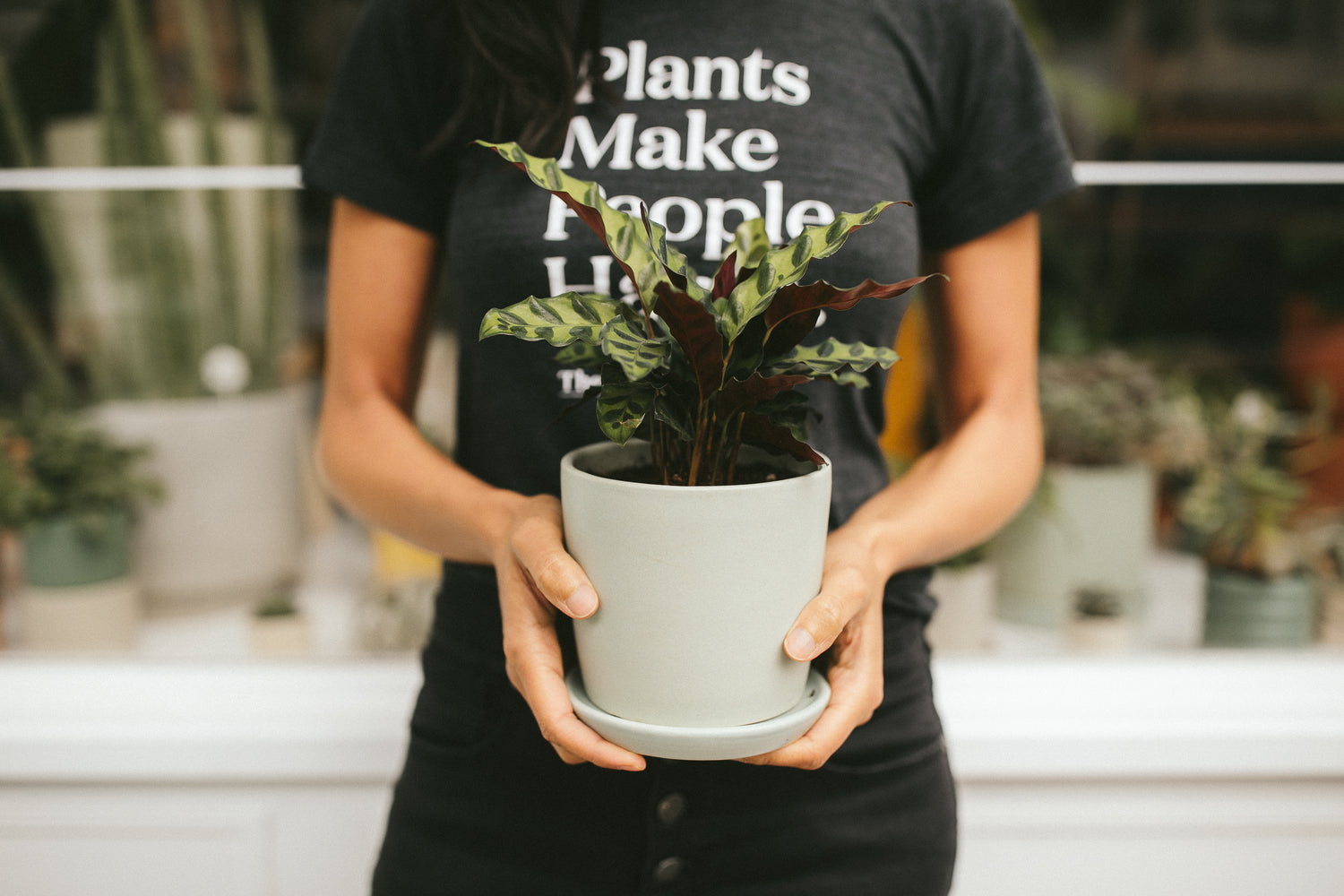 The Sill | Tips and Tricks for a Successful Plant Propagation