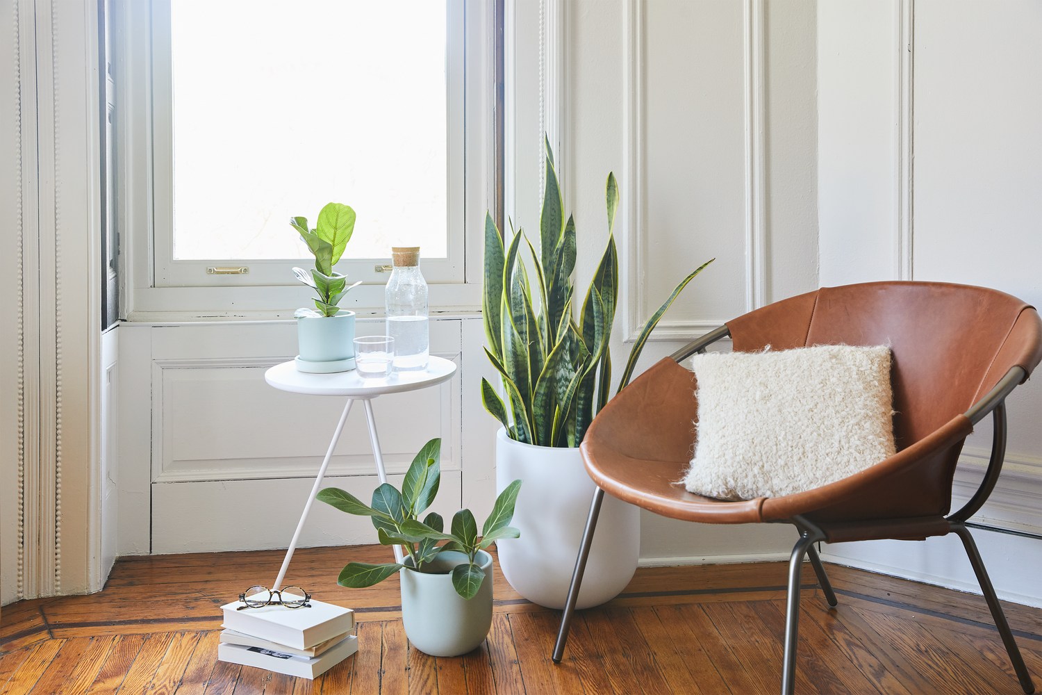 The Sill | Five Summer Plant Care Seasonal Tips and Tricks