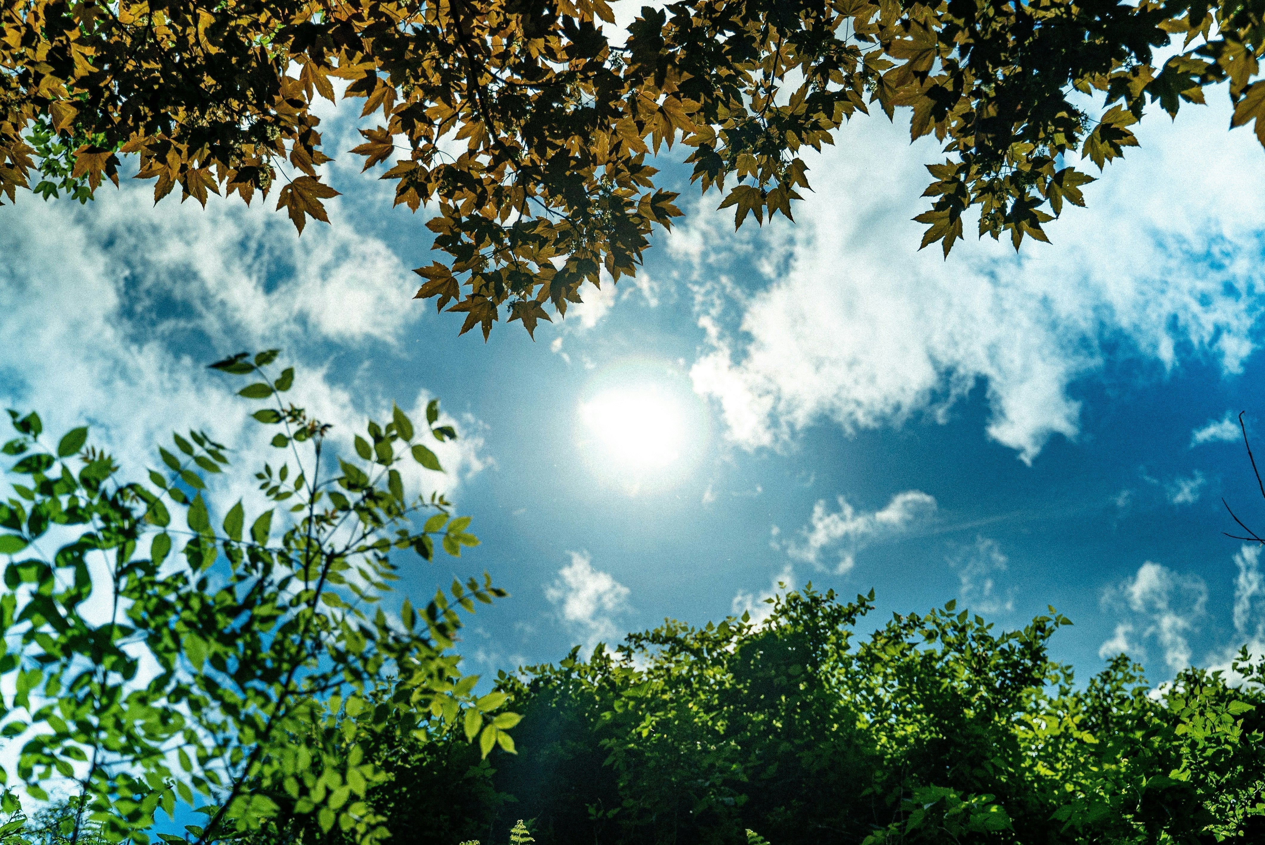 Gardening 101: How to Determine Sunlight in Your Garden | The Sill