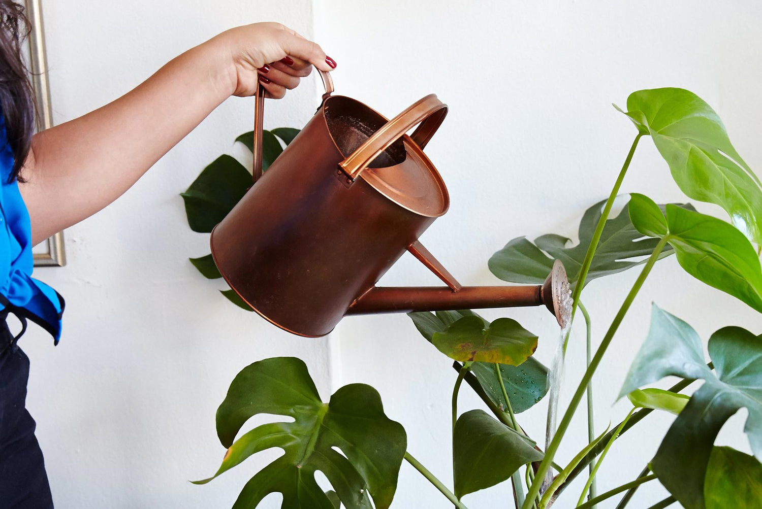 Signs That You're Overwatering Your Plants | The Sill