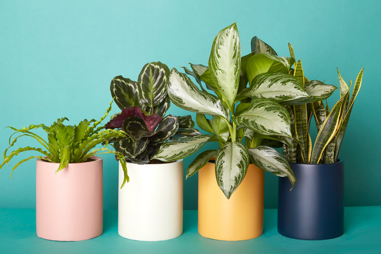 Calcium Buildup On Pots and Planters | Plant Care Tips & Tricks | The Sill