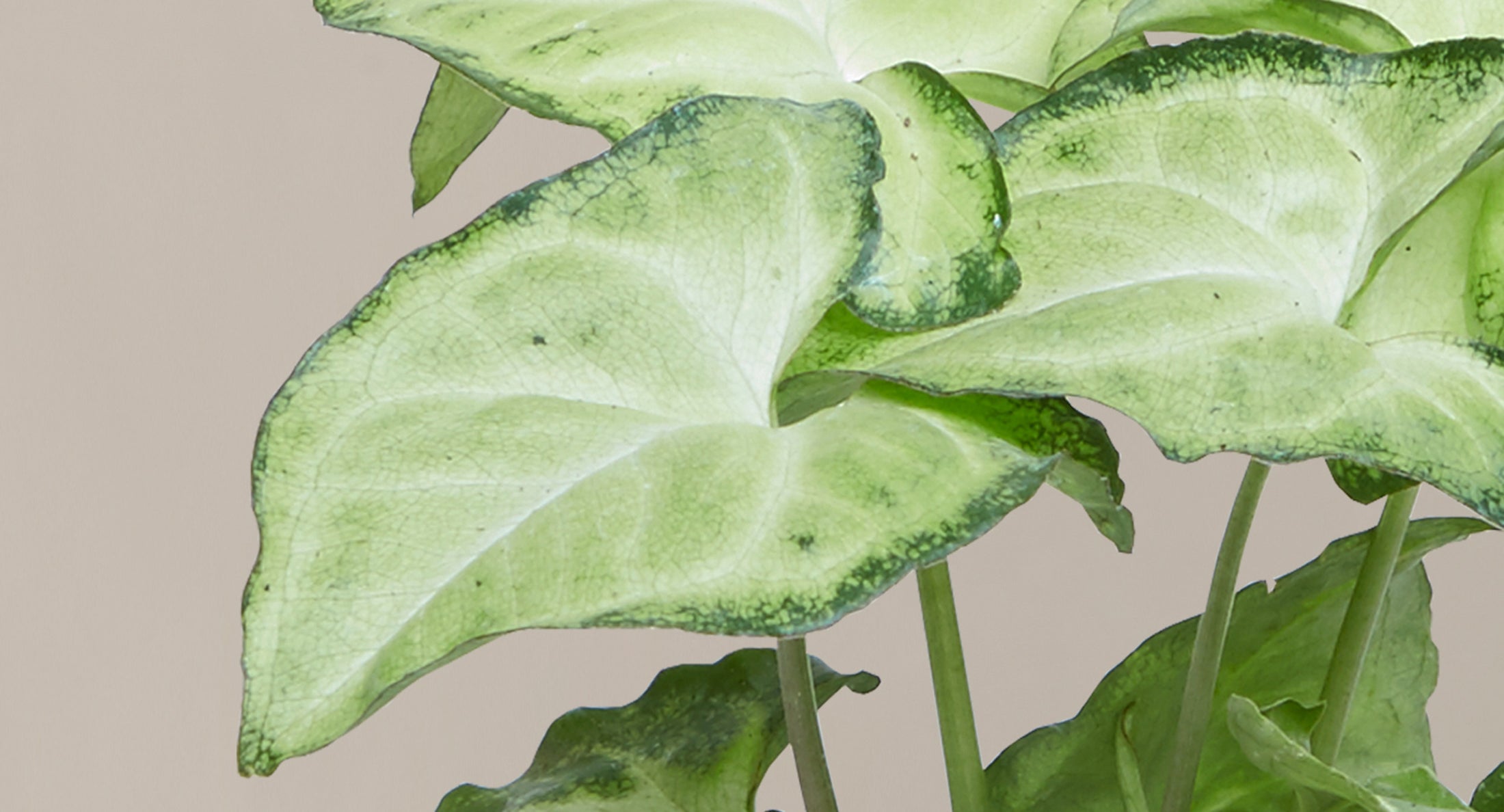 How to care for the Arrowhead Plant | Plants 101 - The Sill