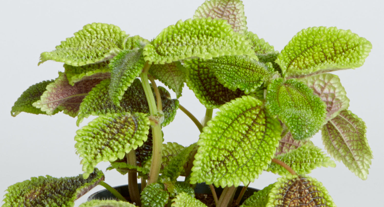 How to care for the Moon Valley Pilea | Plants 101 - The Sill