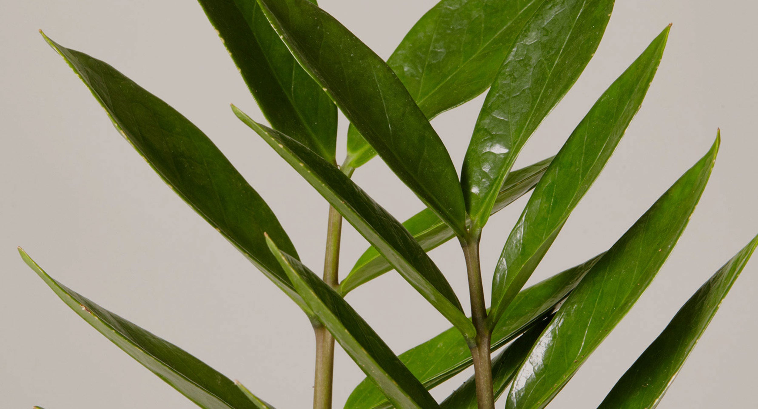 The Sill | How To Care for a ZZ Plant