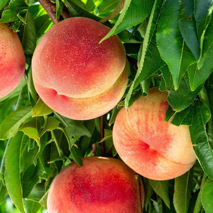 Peach Trees 101: Care | The Sill