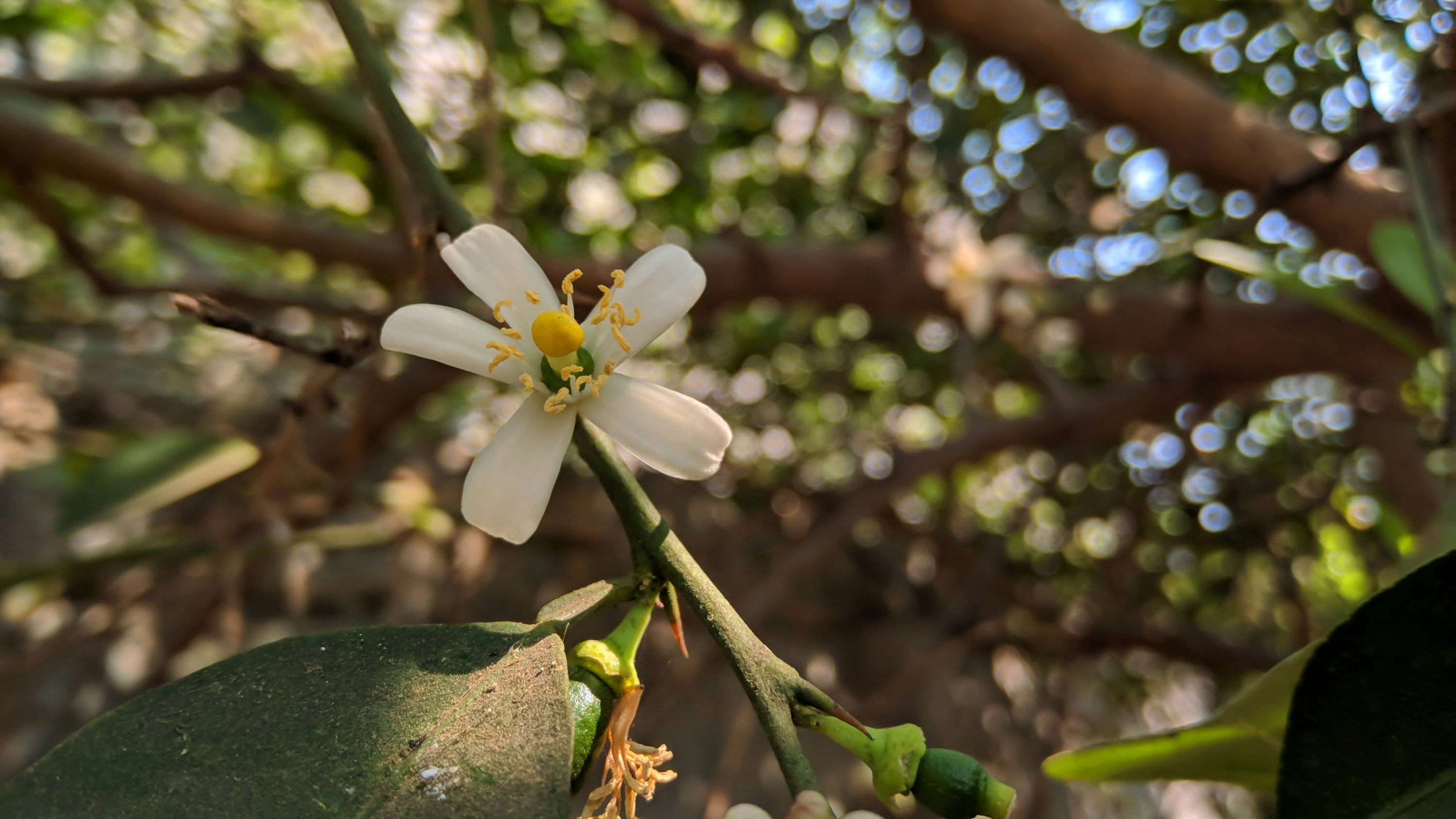 How to Pollinate Citrus Trees | The Sill