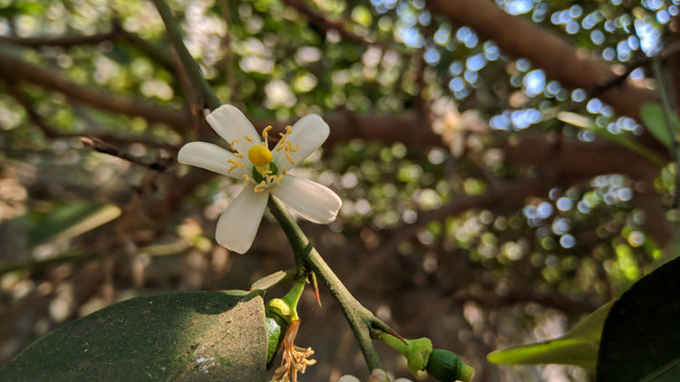 How to Pollinate Citrus Trees | The Sill