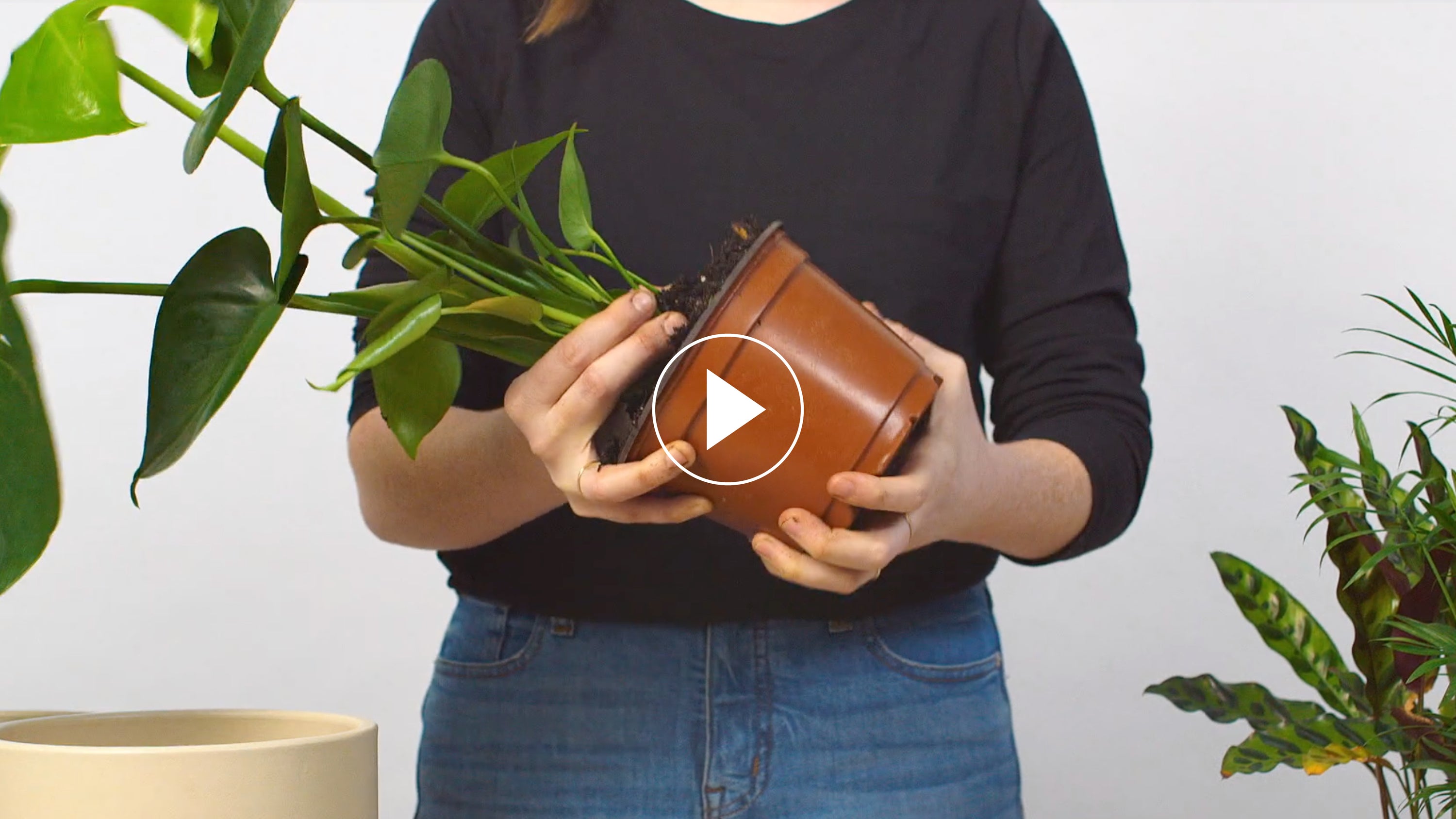 The Sill | How To Pot or Repot Your Houseplants Step By Step