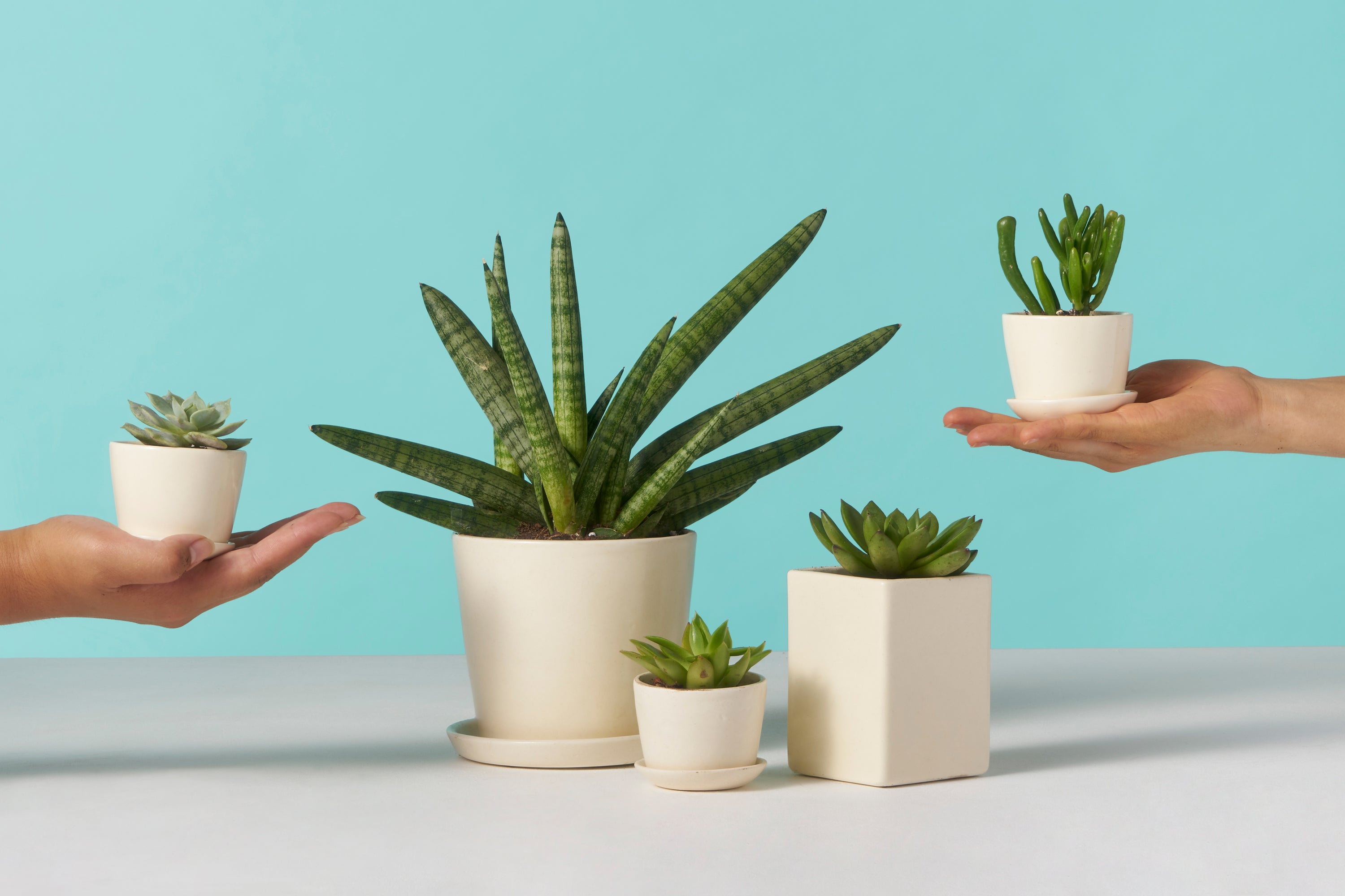 What’s My Name: Plant Nomenclature | Plant Care Articles & How-Tos ...