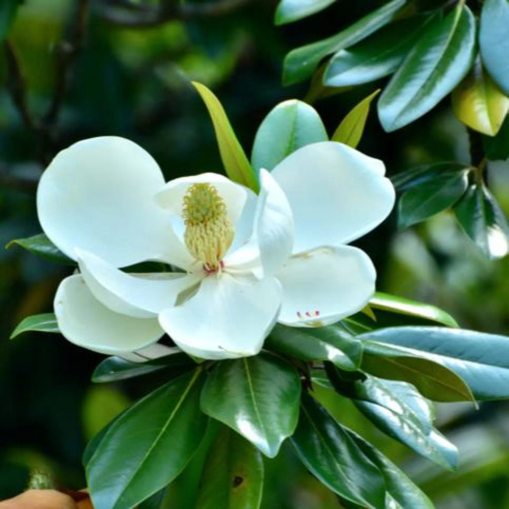 Flowering Trees | The Sill