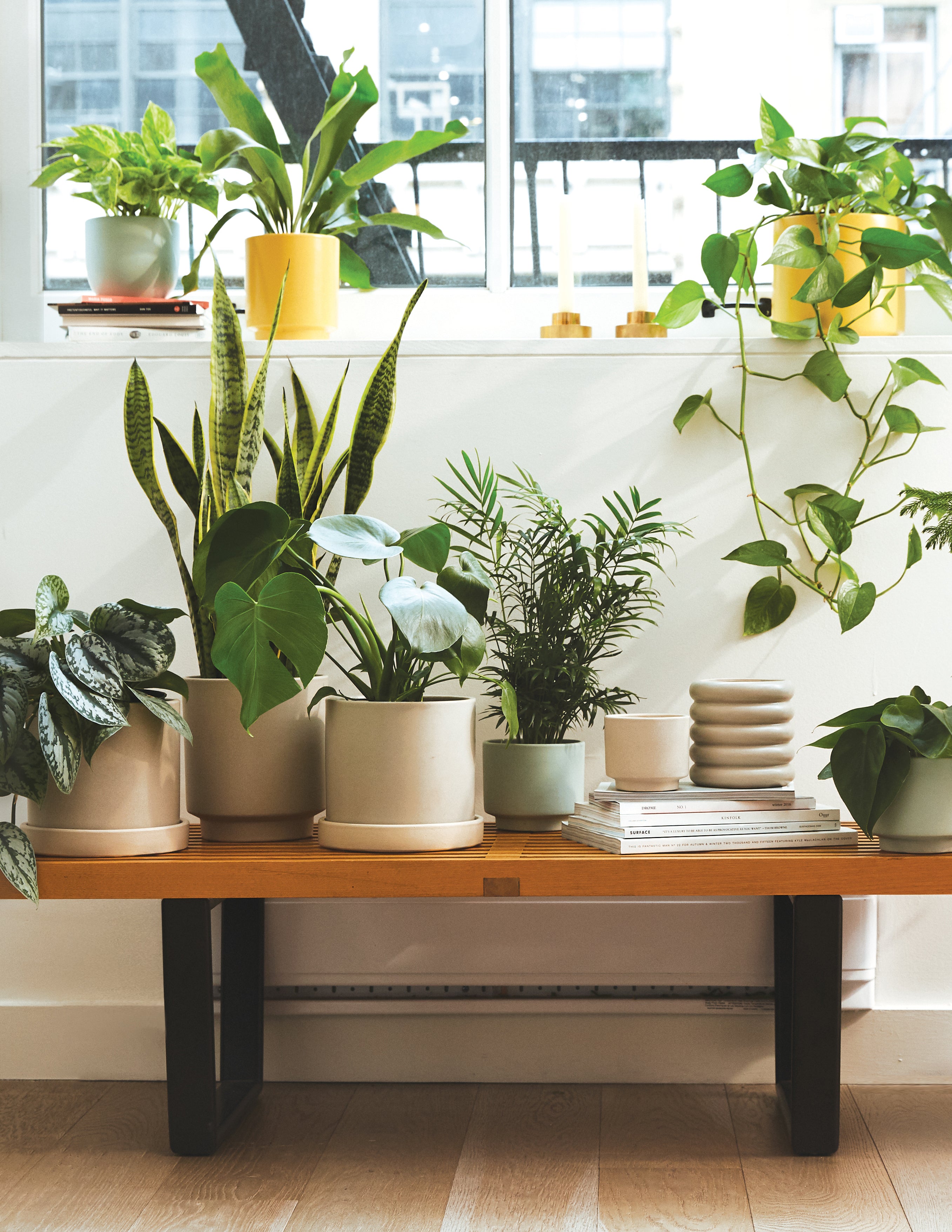 How To Care for a Fittonia Red Nerve Plant | The Sill