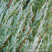 Blue Arrow Juniper Tree | The Sill