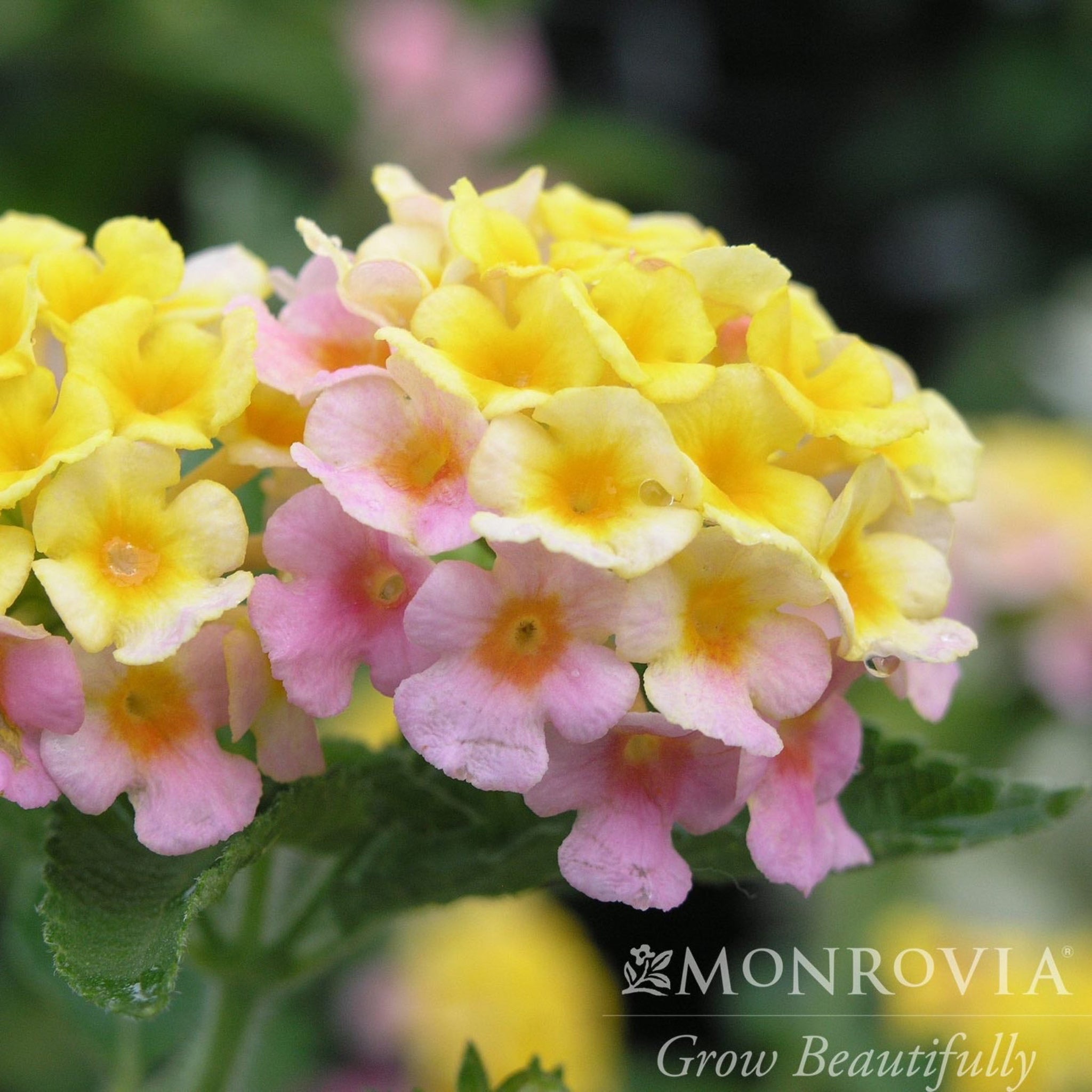 Mary Ann Lantana | The Sill