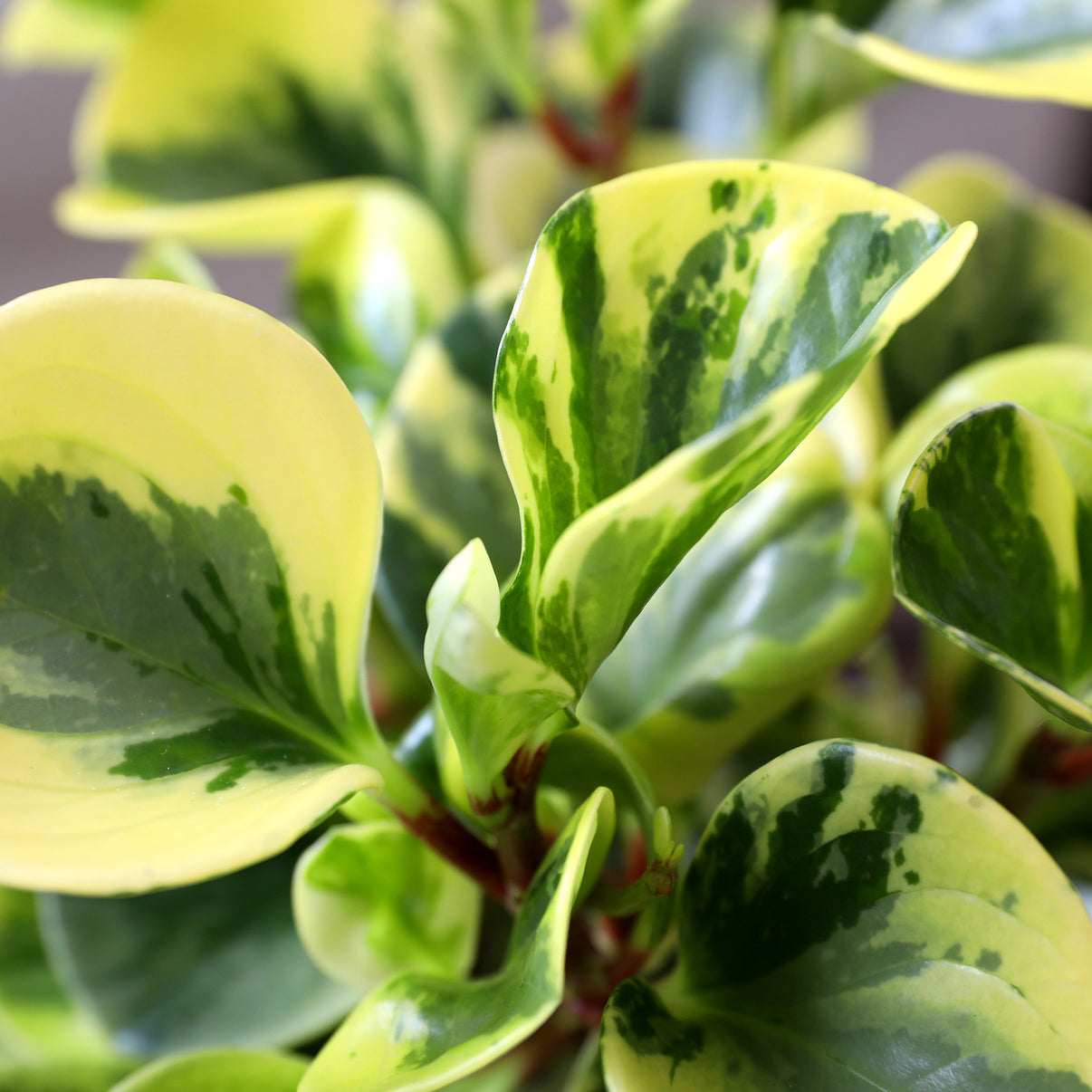 Peperomia Green Gold | Houseplants Safe for Pets Delivery | The Sill