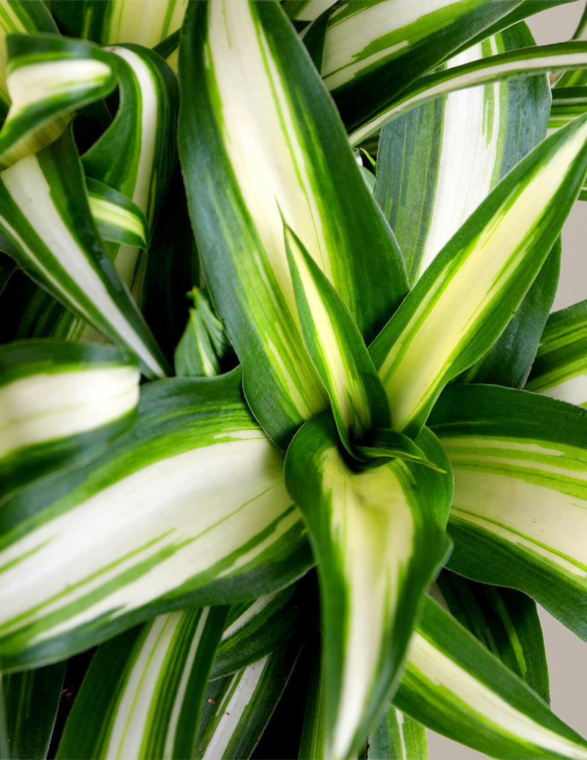 Spider Plant (Variegated) | Houseplants for Delivery | The Sill