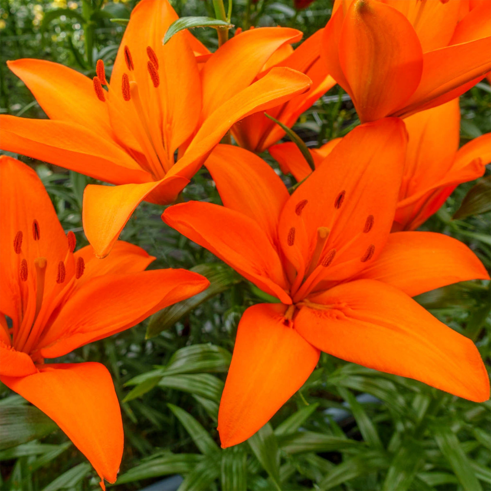 Orange Ton Asiatic Lily Bulbs | The Sill
