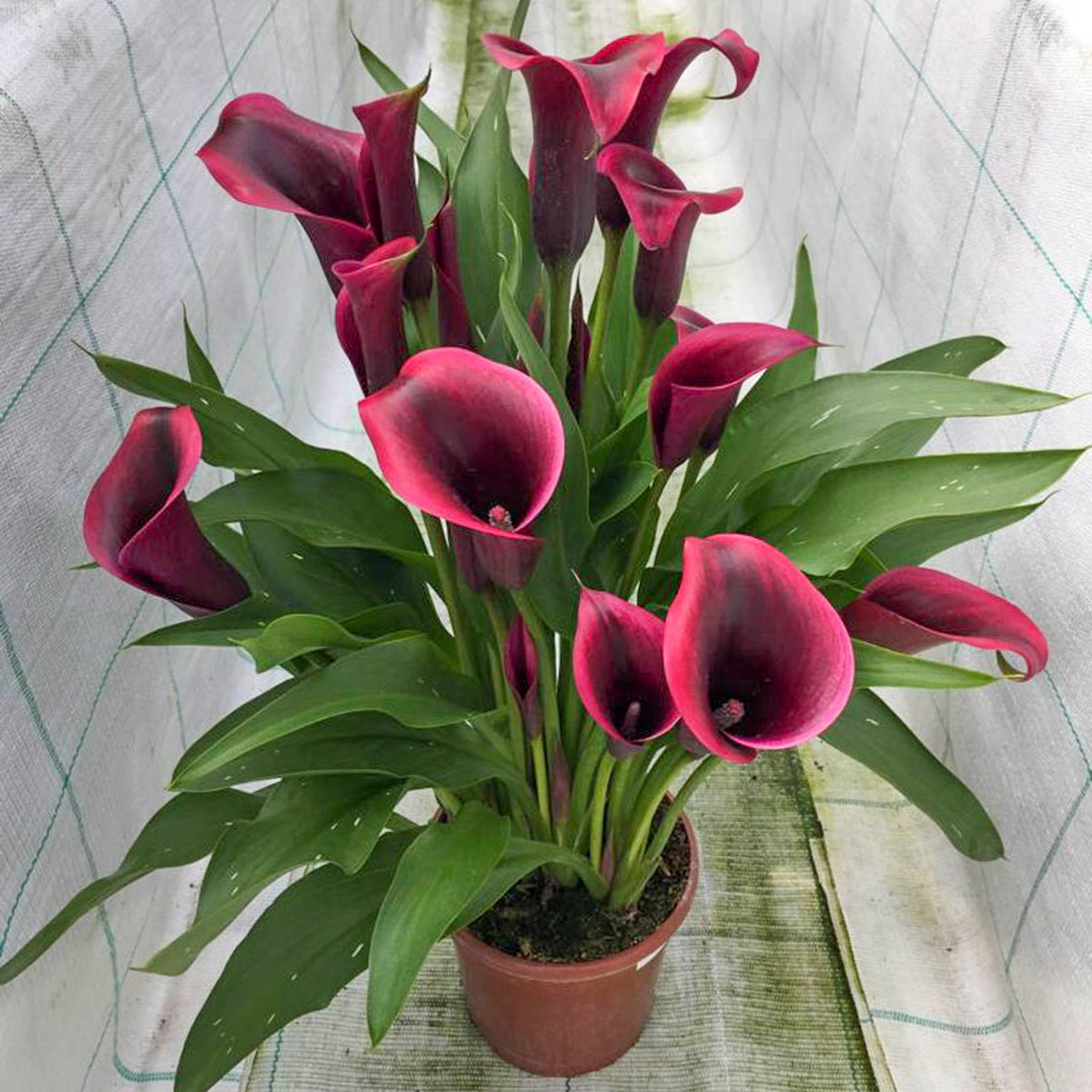 Dior Calla Lily Bulbs | The Sill