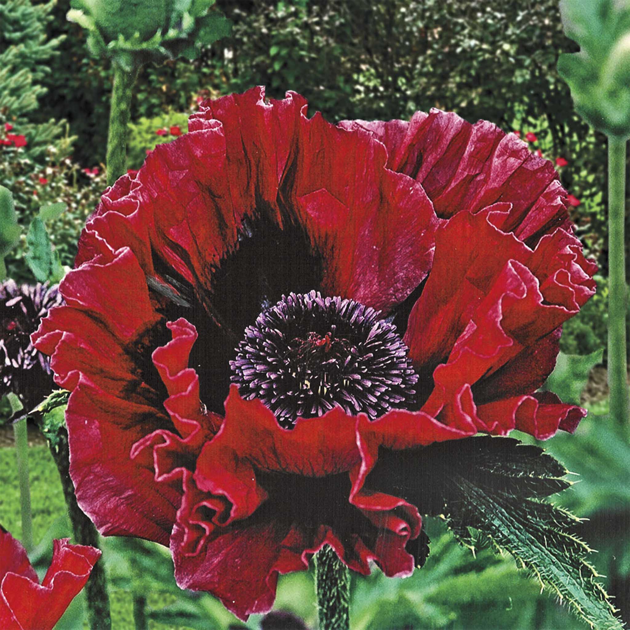 Harlem Oriental Poppy | The Sill