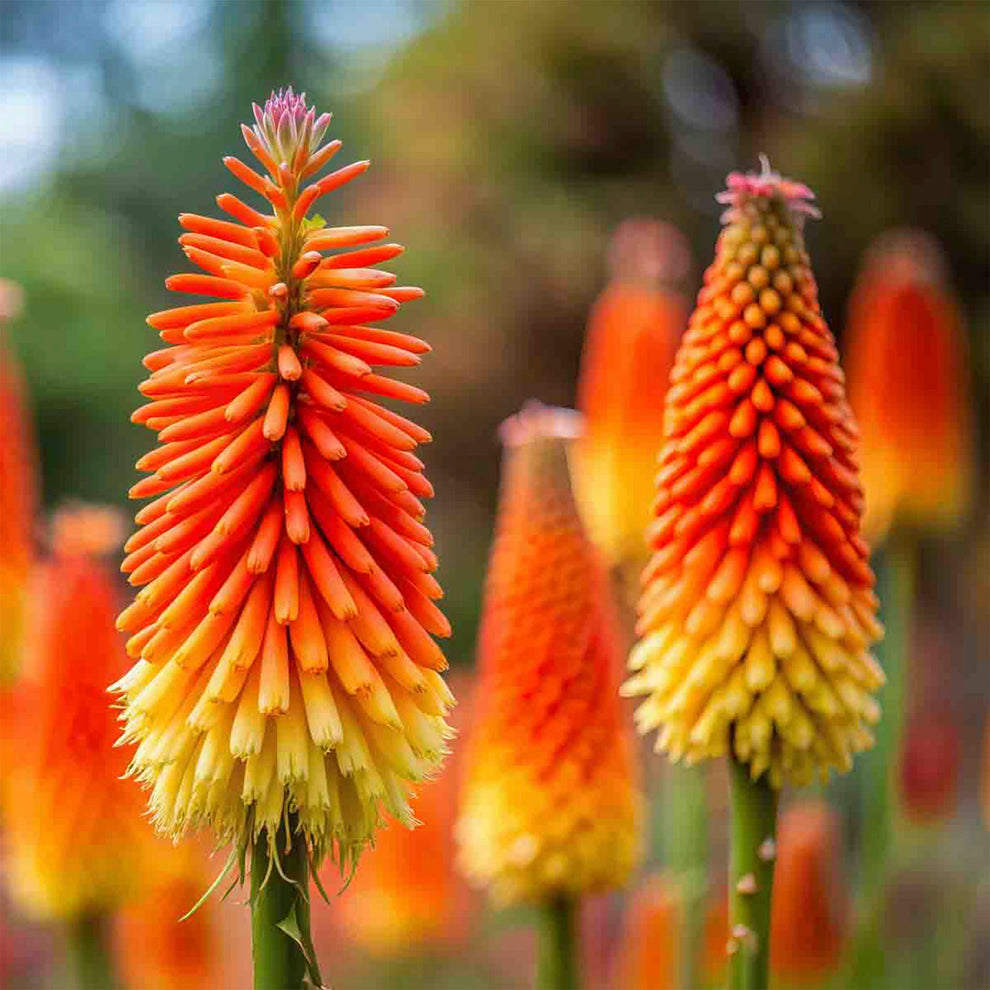 Alcazar Red Hot Poker | The Sill