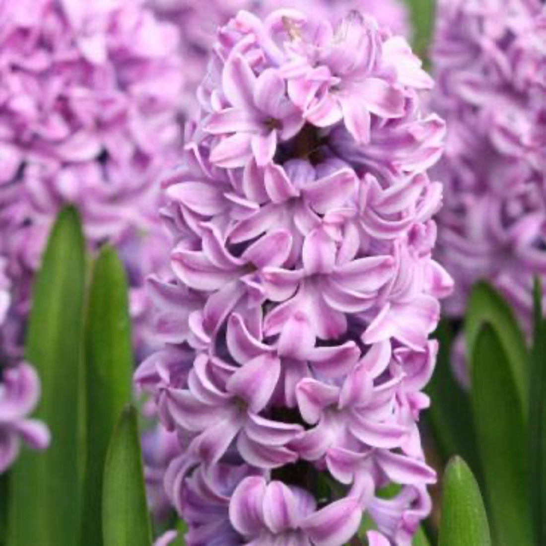 Miss Saigon Hyacinth Bulbs | The Sill