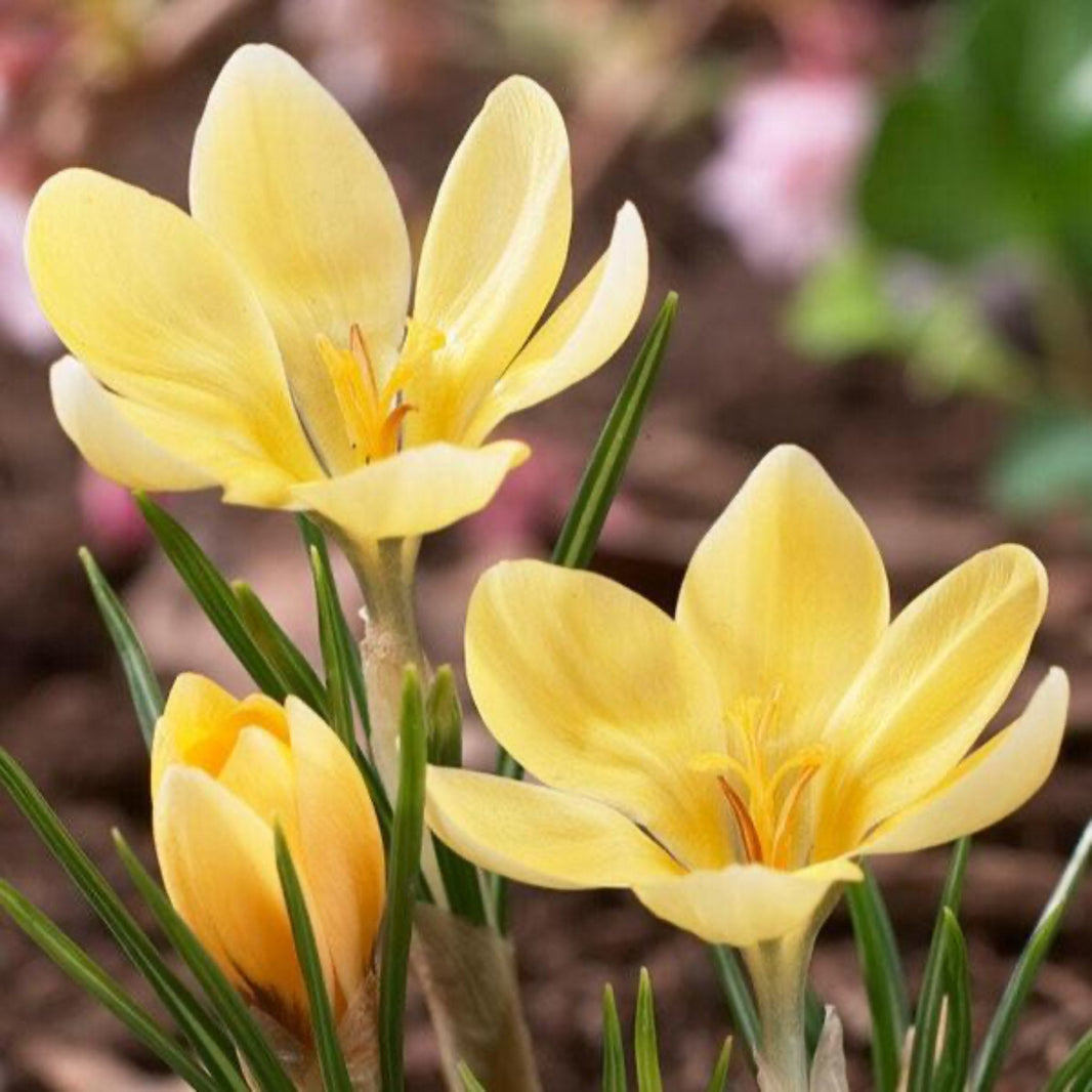 Crocus Bulbs | The Sill