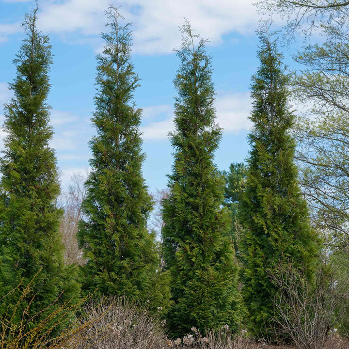 Thuja (Arborvitae) Trees | The Sill