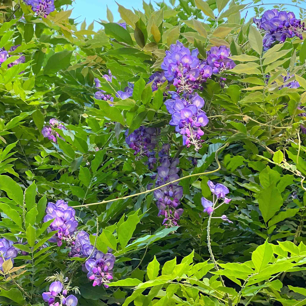 Amethyst Falls Wisteria | The Sill