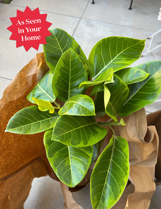Large Ficus Altissima Tree | Indoor Plants for Delivery | The Sill