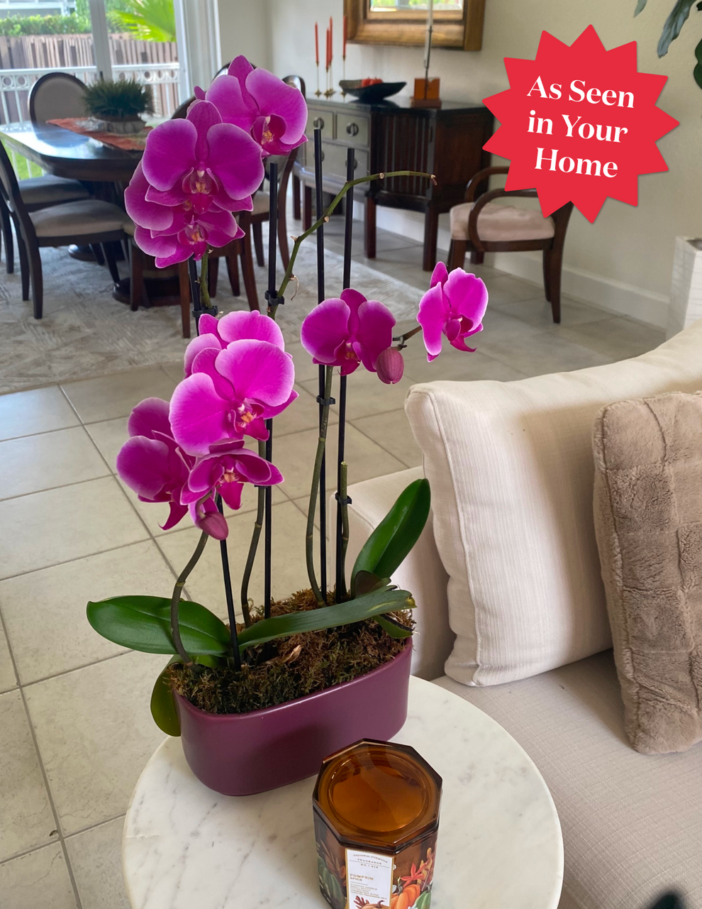 Large Double Orchid | Indoor Plants and Houseplants for Delivery | The Sill