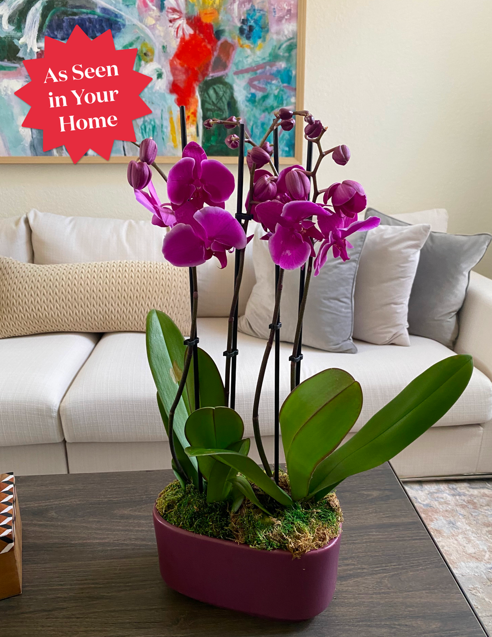 Large Double Orchid | Indoor Plants and Houseplants for Delivery | The Sill