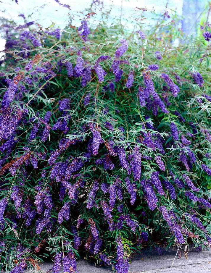 Black Knight Butterfly Bush | The Sill