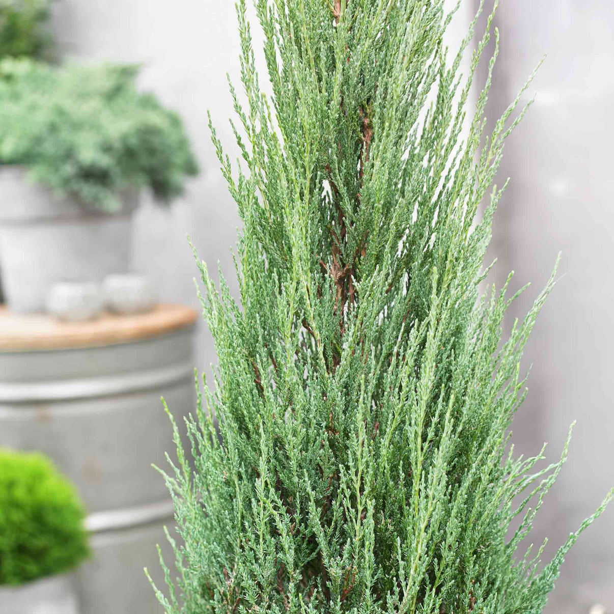 Blue Arrow Juniper Tree | The Sill