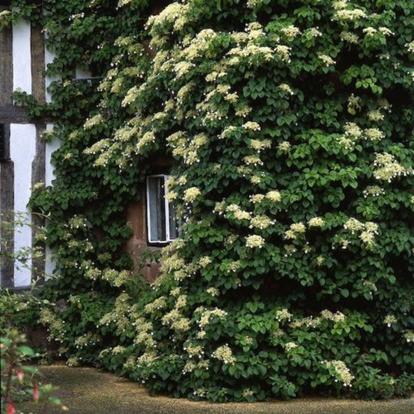 Barbara Ann Climbing Hydrangea | The Sill