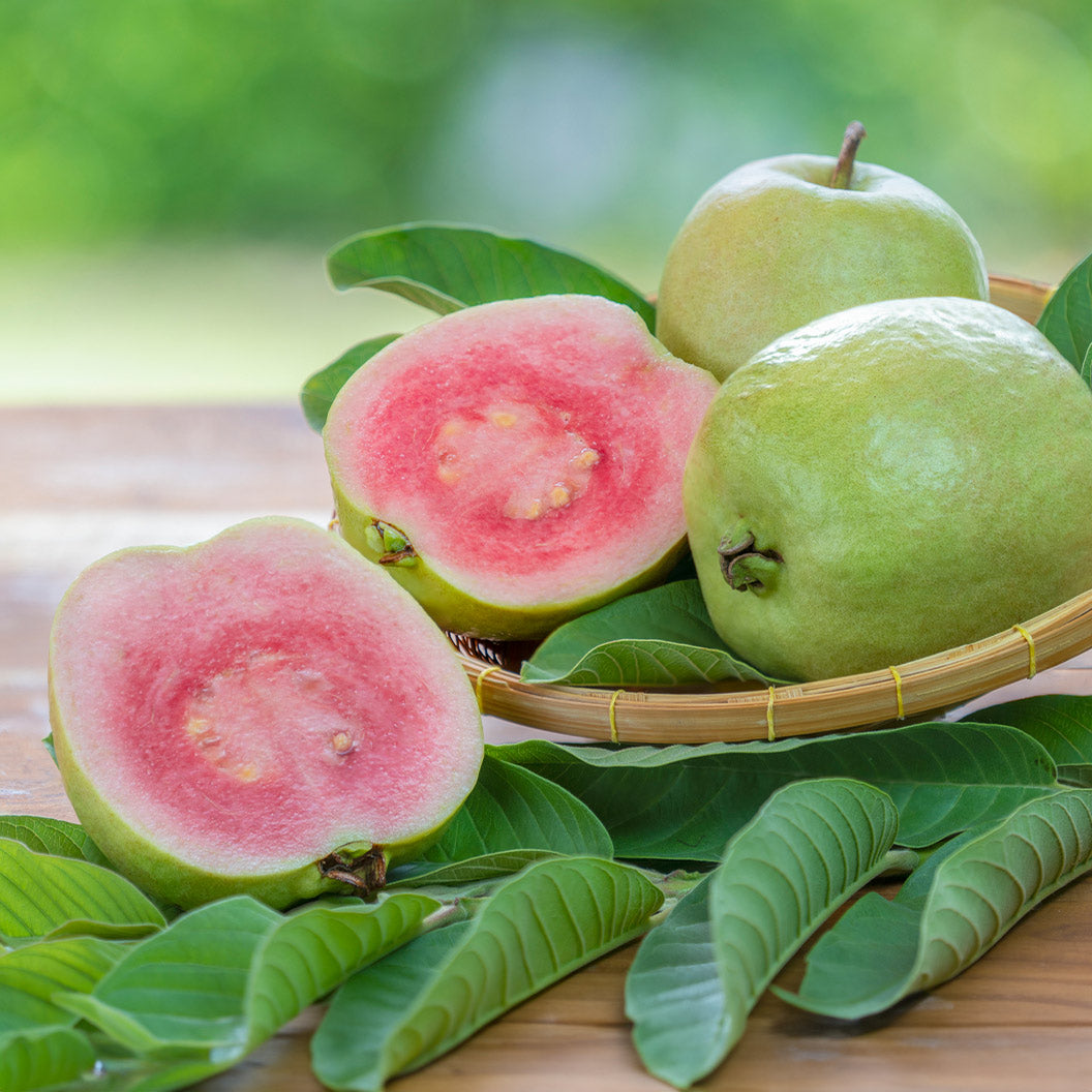 'Barbie Pink' Guava | The Sill
