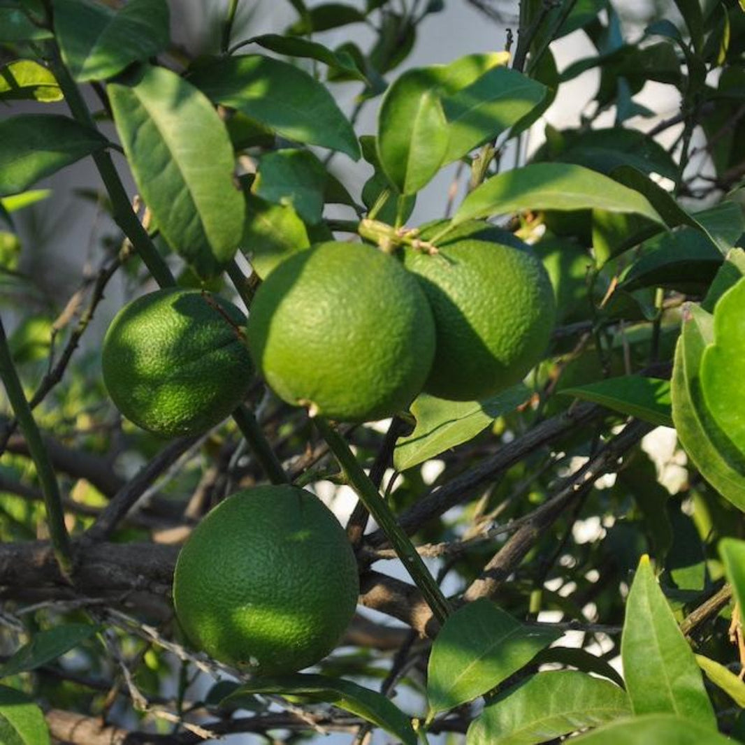 Citrus Trees & Plants on Sale | Premium Citrus for Delivery | The Sill