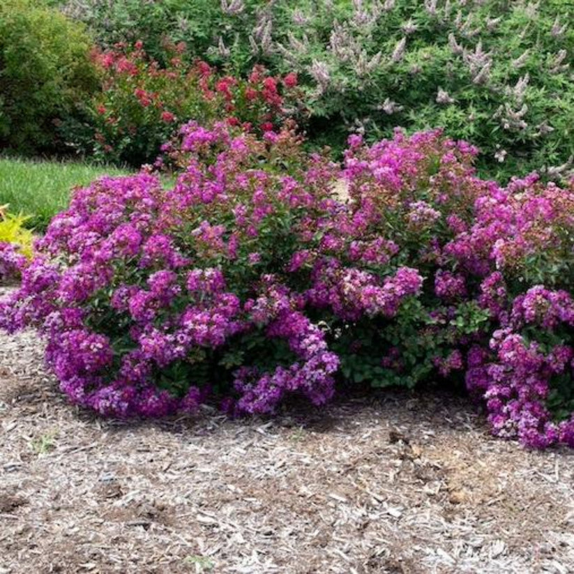 Bellini® Grape Crape Myrtle | The Sill