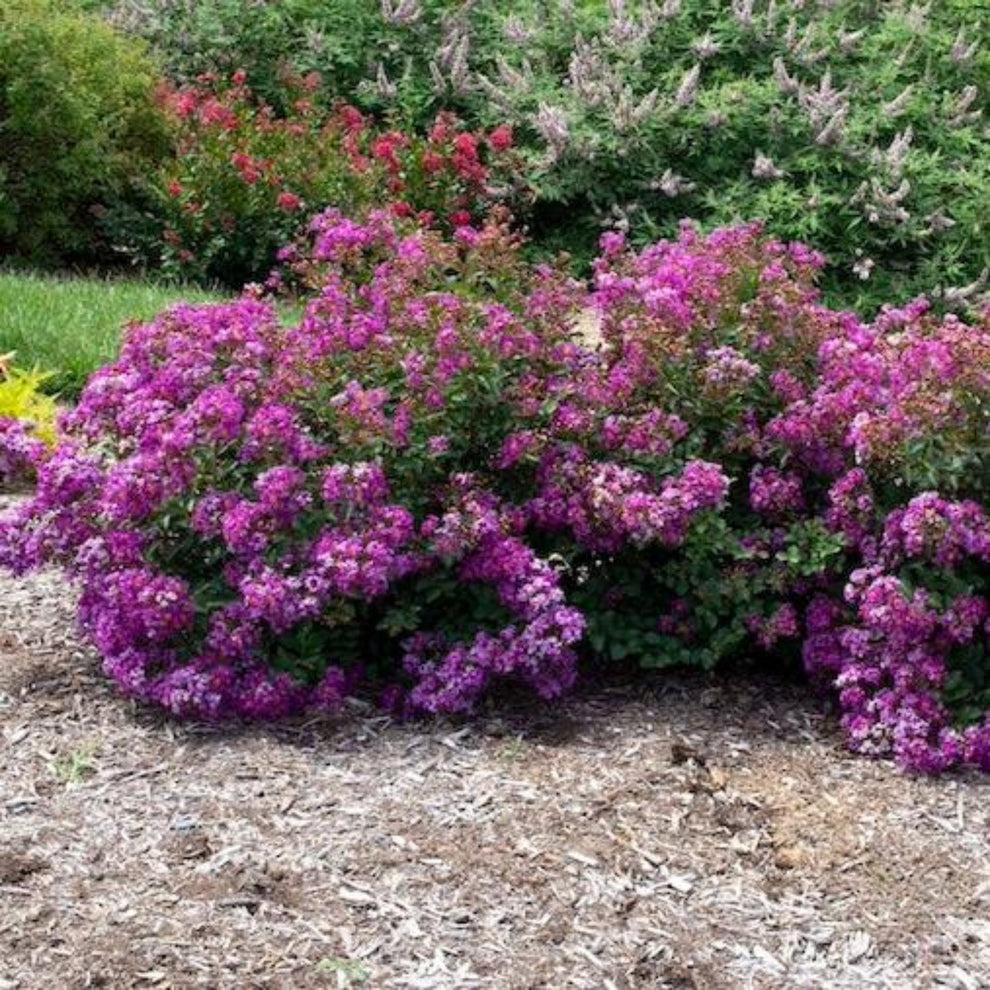 Bellini® Grape Crape Myrtle | The Sill