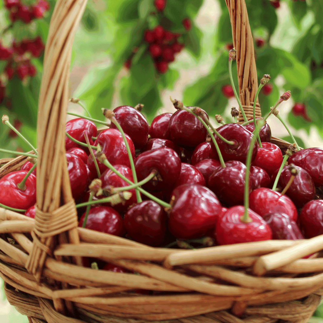 Fruiting Cherry Trees | The Sill