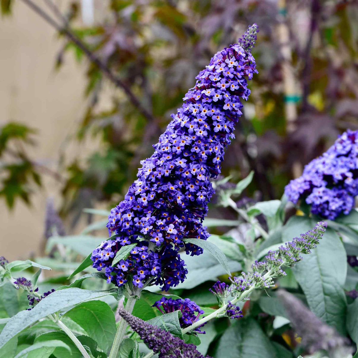 Black Knight Butterfly Bush | Plants To Attract Pollinators | The Sill