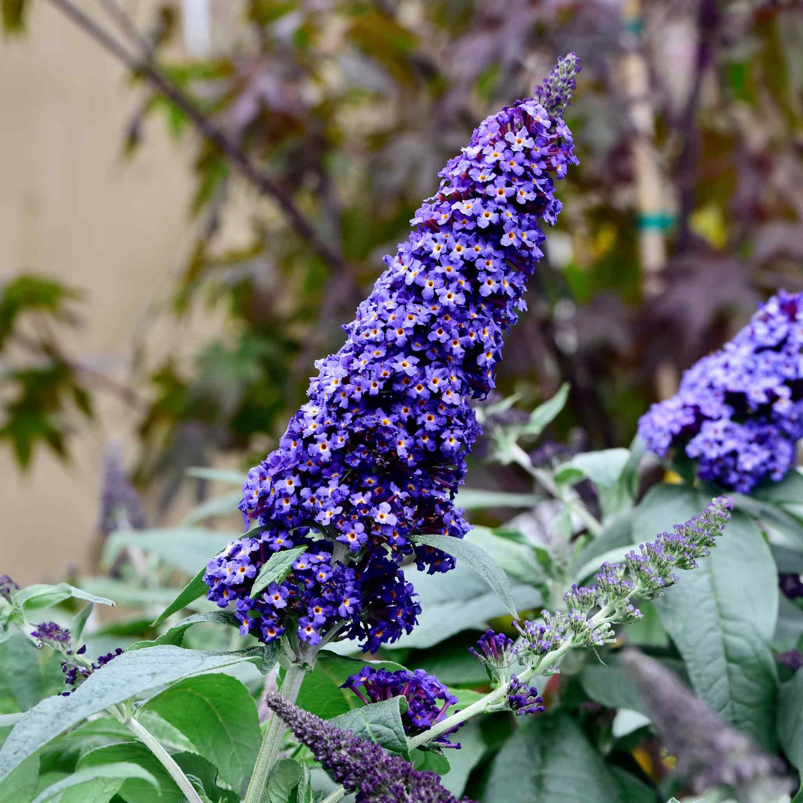 Black Knight Butterfly Bush | The Sill
