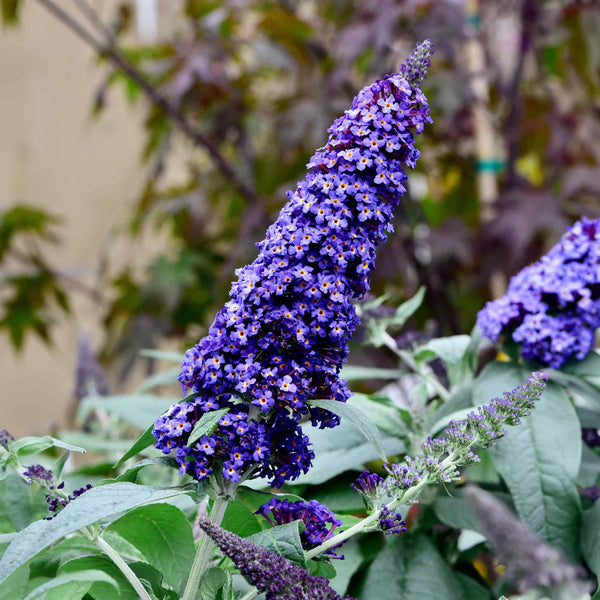 Black Knight Butterfly Bush | The Sill