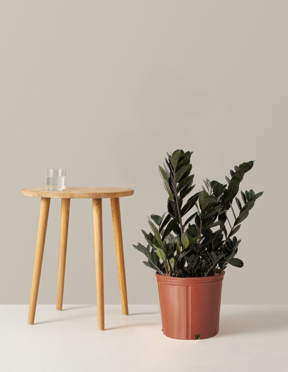 Black ZZ Plant | Low Light Plants & Houseplants Delivery | The Sill