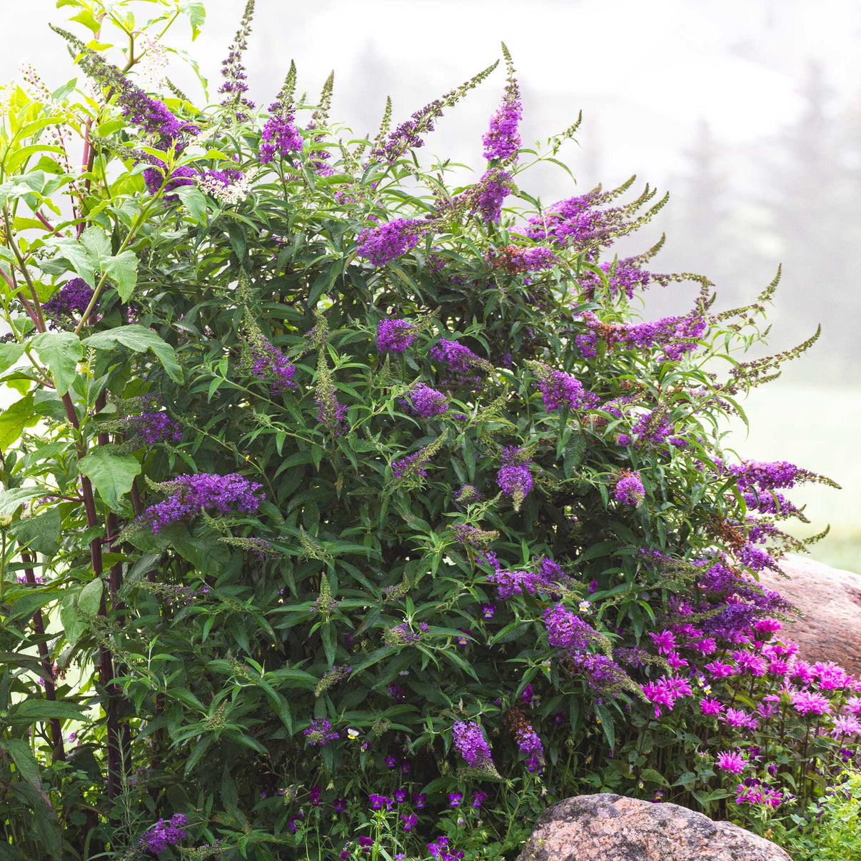 Black Knight Butterfly Bush | Plants To Attract Pollinators | The Sill