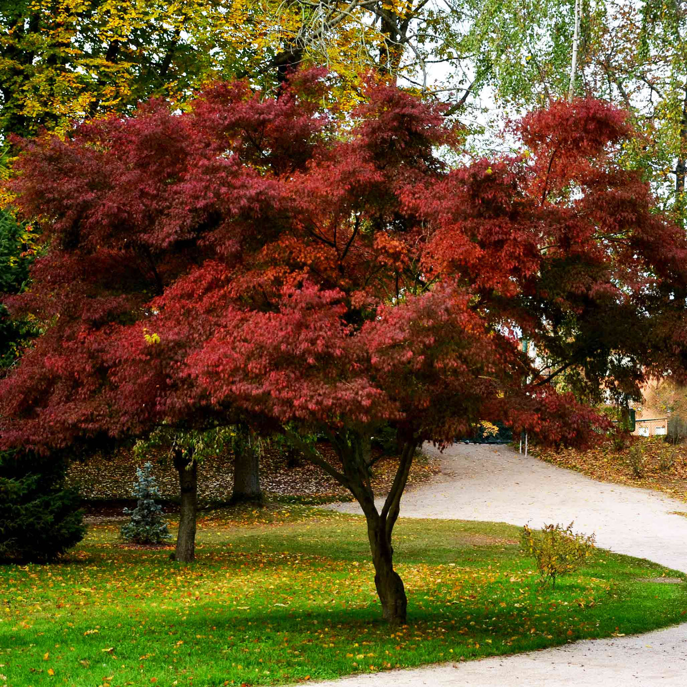 Bloodgood Japanese Maple | The Sill