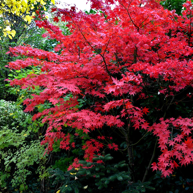 Bloodgood Japanese Maple | The Sill