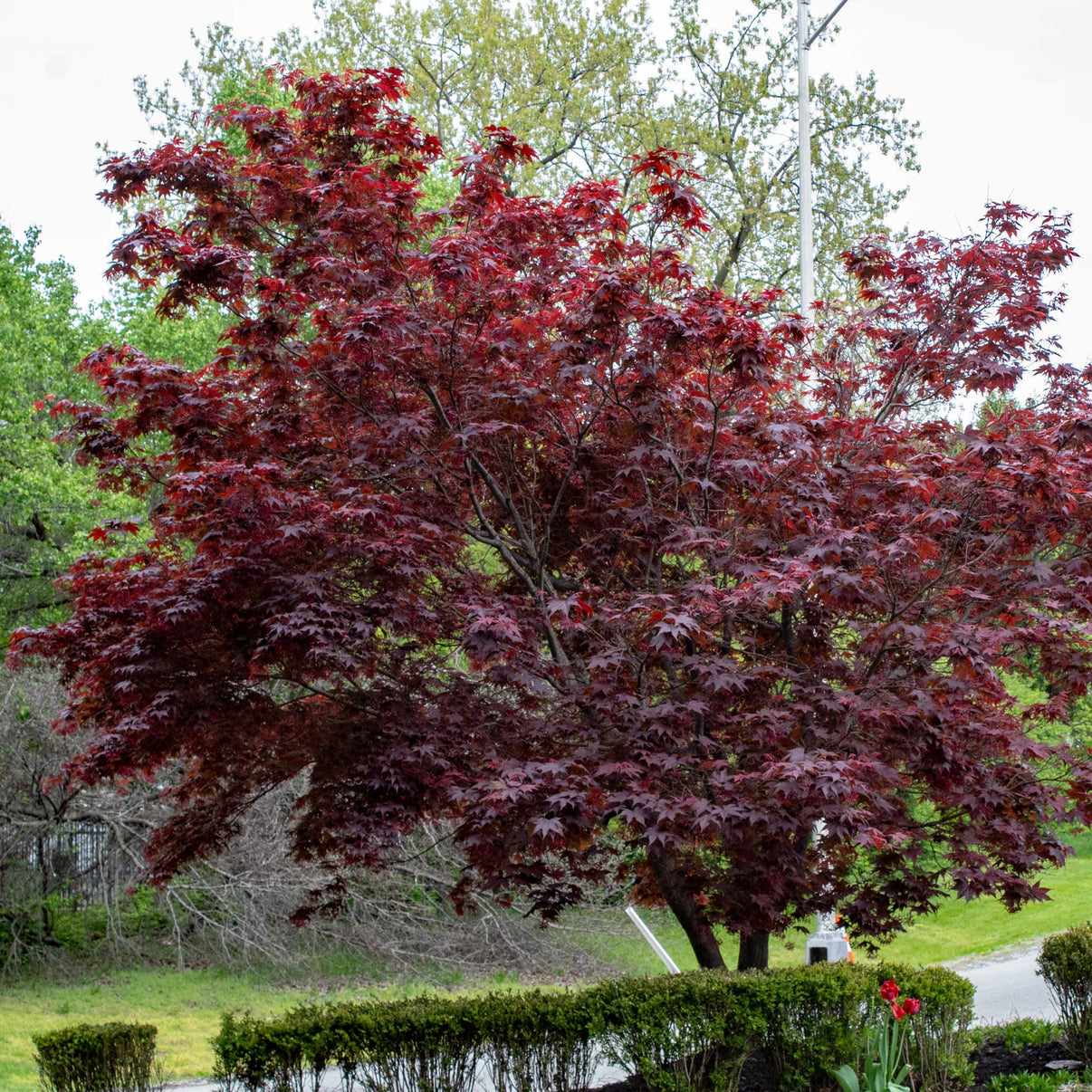 Bloodgood Japanese Maple | The Sill