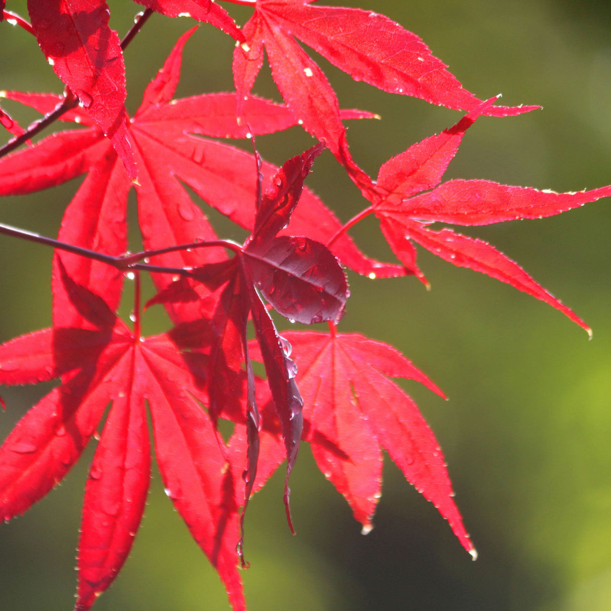 Bloodgood Japanese Maple | Ornamental Shade Tree | The Sill